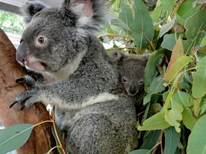 Eingecheckt: Bungalow Bay Koala Village • Join The Sunny Side
